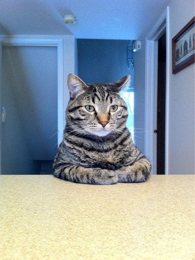 The Best Pictures of Animals Sitting Like Humans