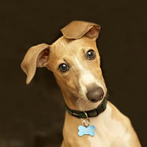 The Easiest Tricks To Teach Your Dog