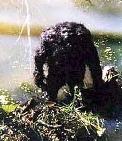 Cryptozoological Creatures Most Likely To Exist