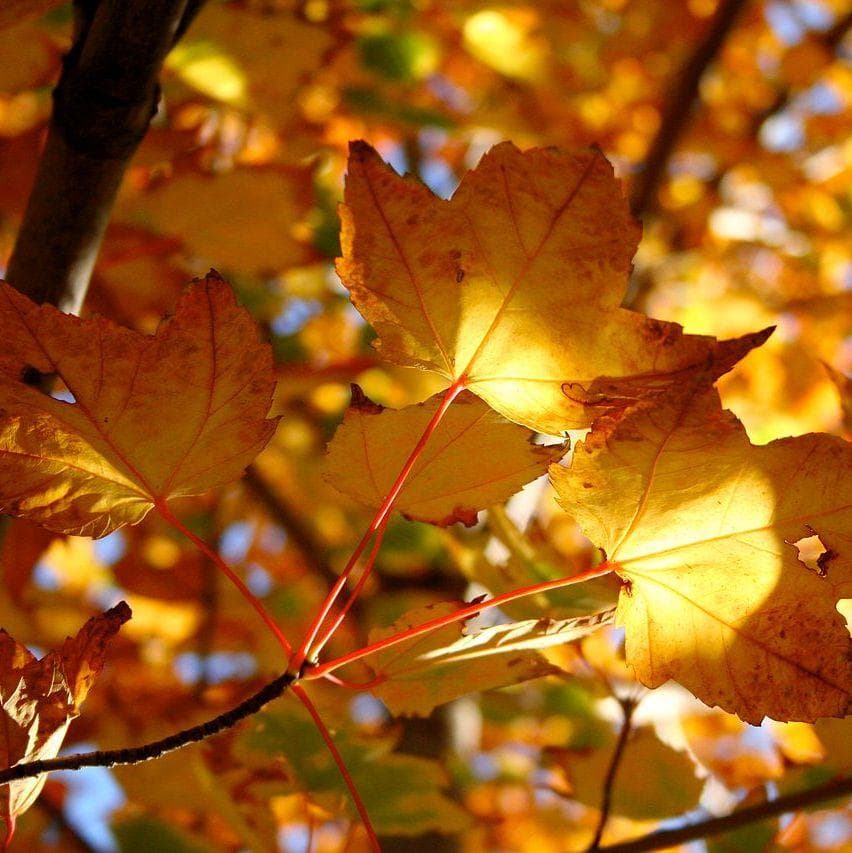 Best Things About Fall | Reasons to Love Autumn