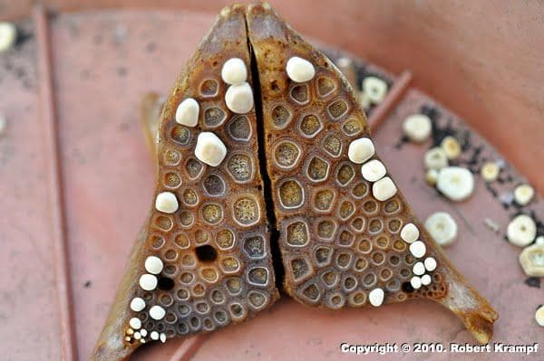 These Vomit-Inducing Photos Will Trigger Your Trypophobia