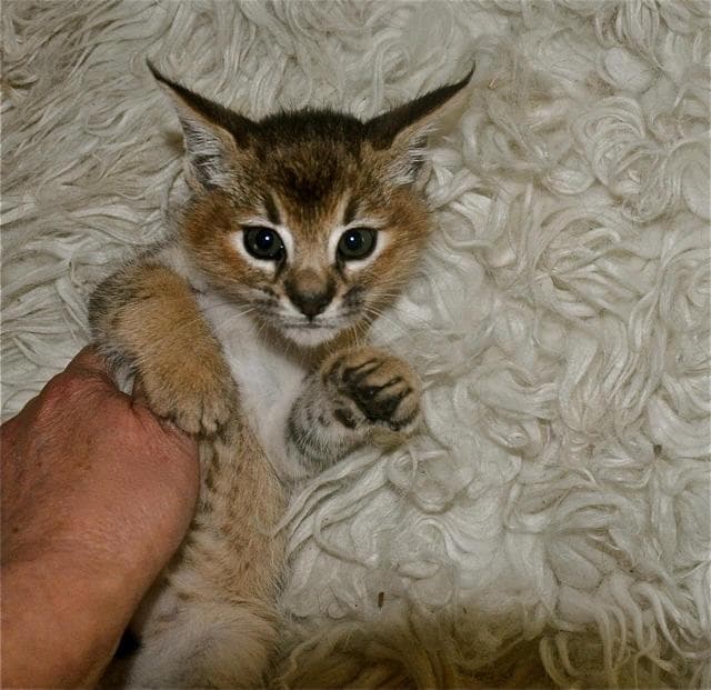 Cute Hybrid Cats | List of Domestic and Wild Cat Crossbreeds