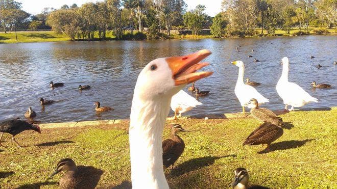 Greatest Animal Photobombs Ever | Best Pictures of Pet Photo Bombs