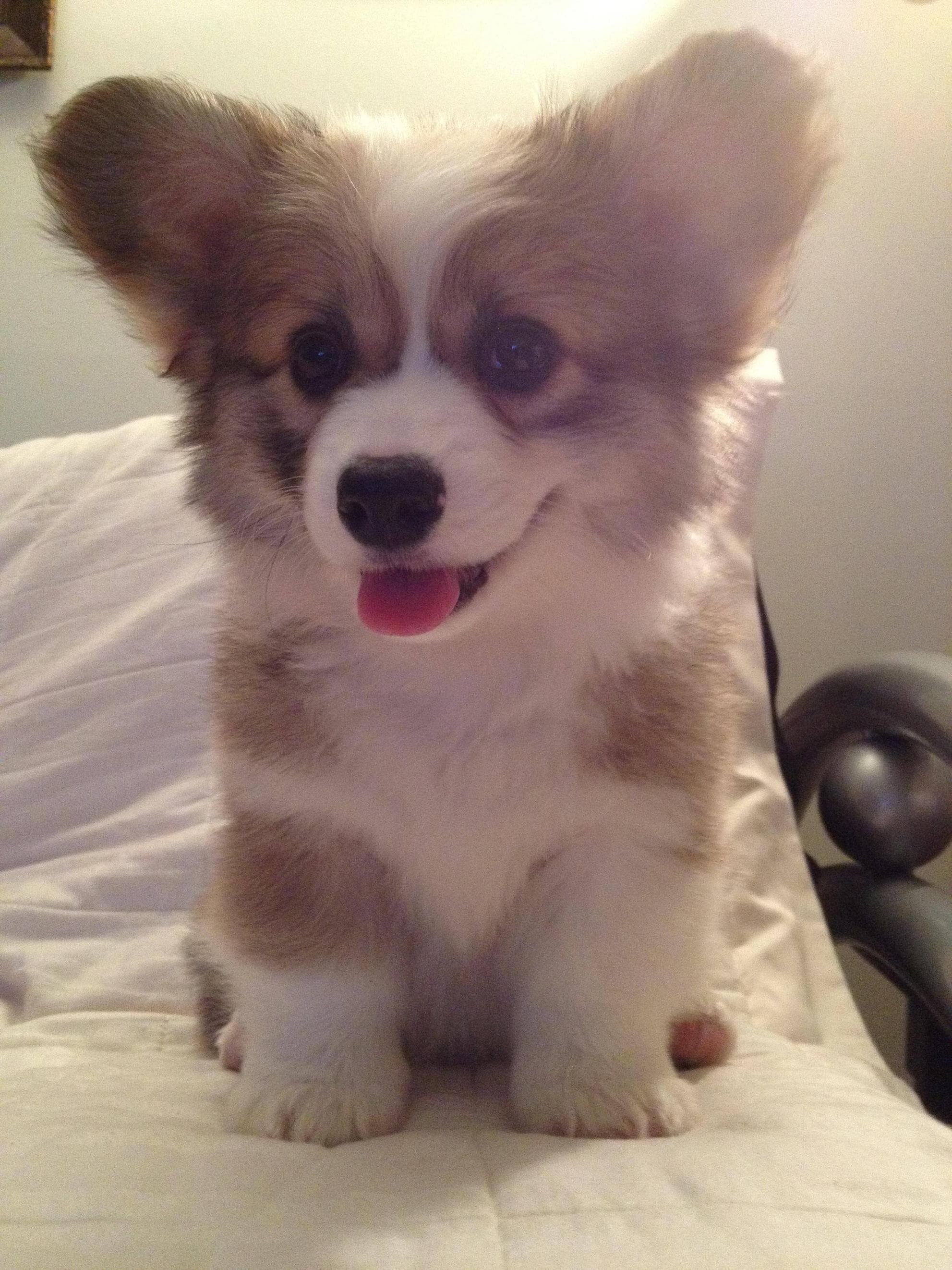 Cutest Corgi Pictures | Photo Gallery of Cute Corgis