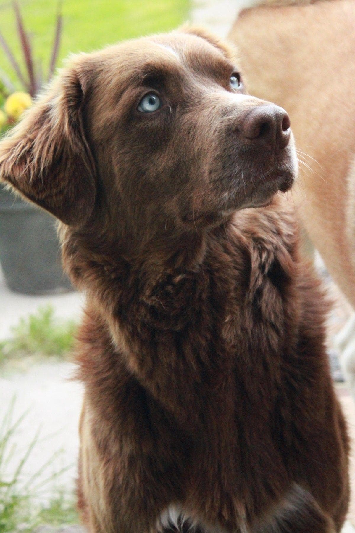 Chocolate Golden Retriever Lab Mix