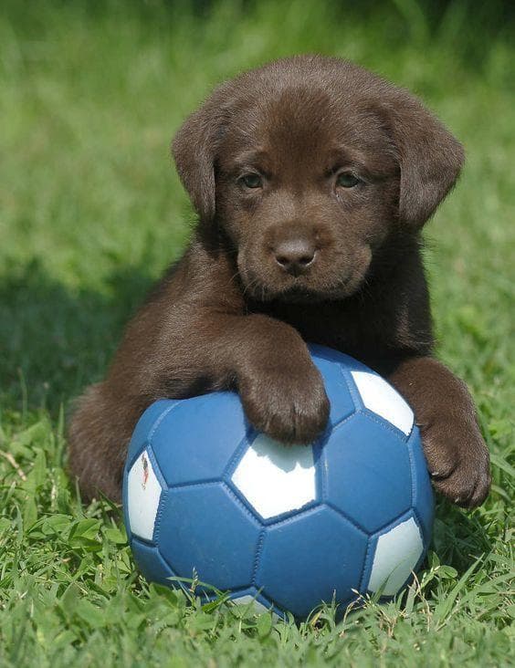 Cutest Chocolate Lab Puppy