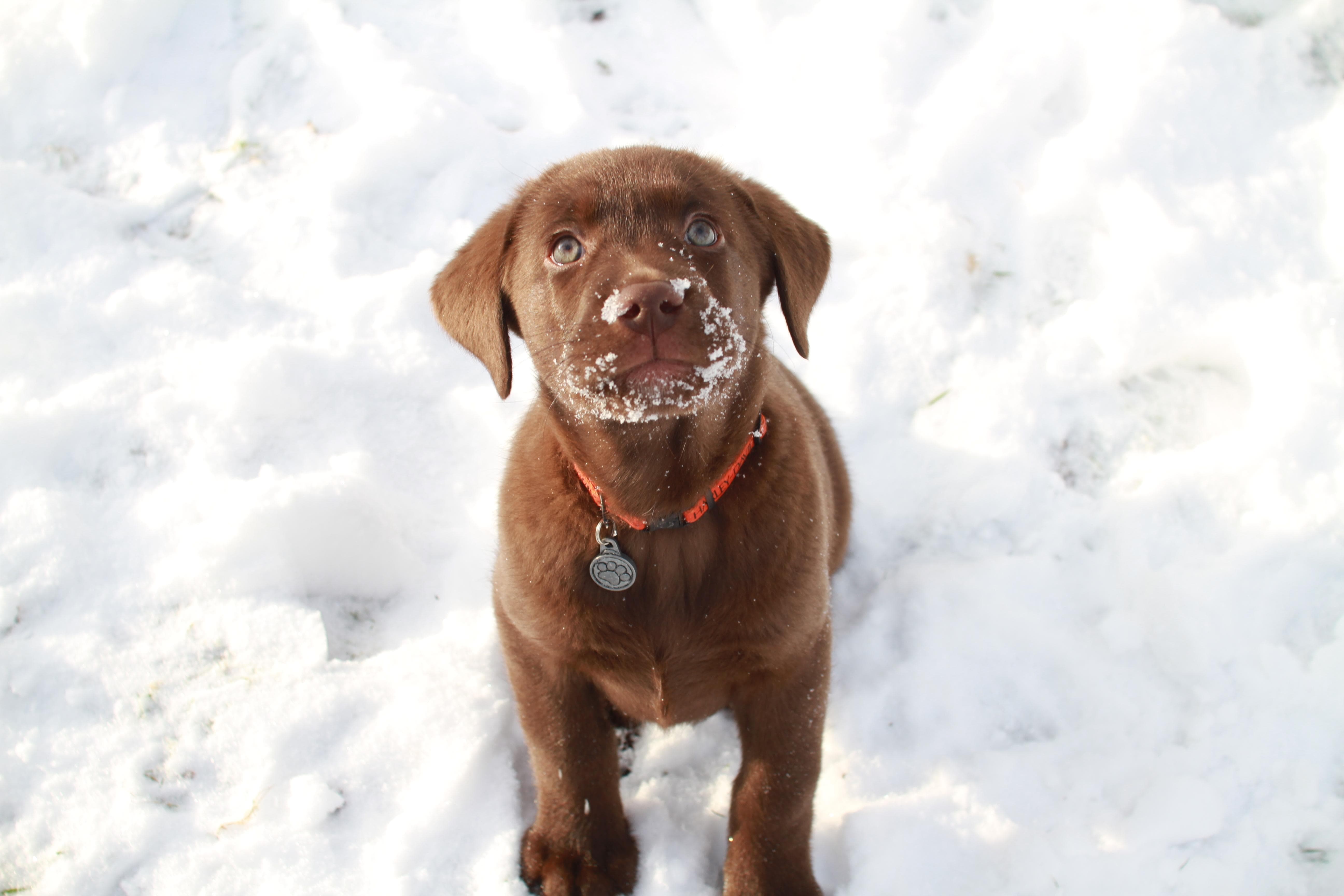 Cutest Chocolate Lab Pictures | Cute Chocolate Labrador Photo Gallery