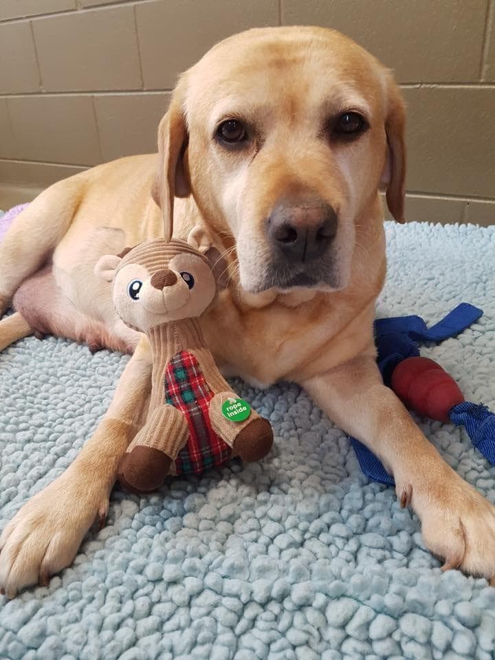 Cutest Yellow Lab Pictures | Cute Yellow Labrador Photo Gallery