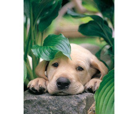 Adorable Lab Puppies