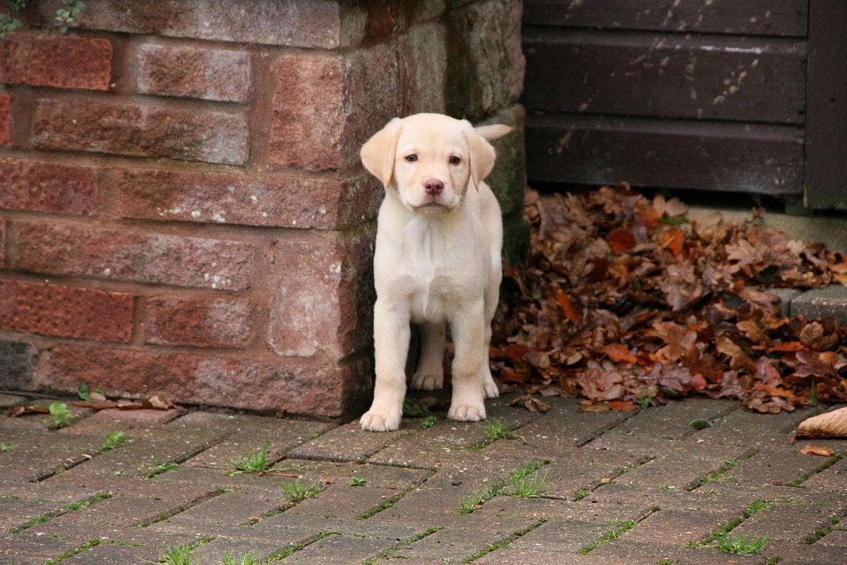 Cutest Yellow Lab Pictures | Cute Yellow Labrador Photo Gallery