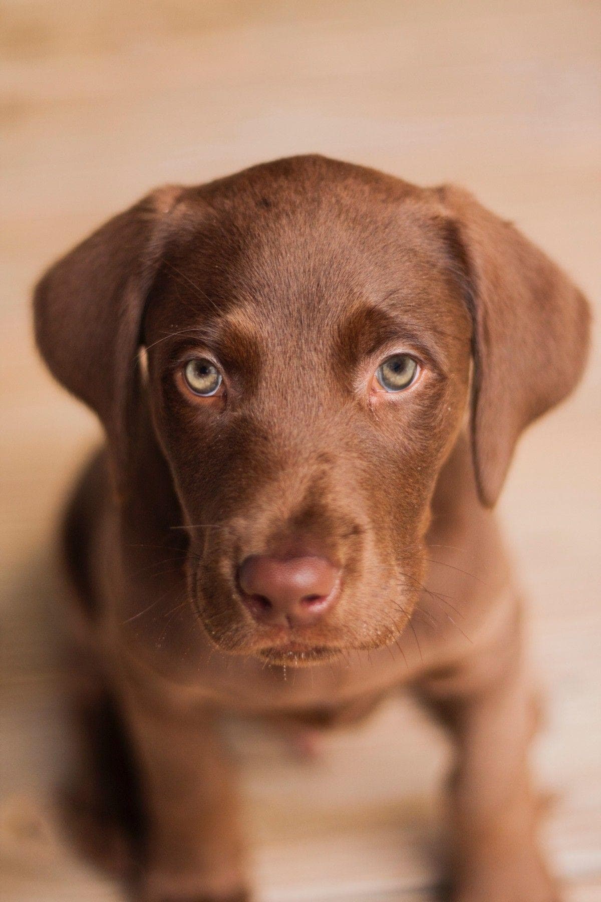Cutest Chocolate Lab Pictures | Cute Chocolate Labrador Photo Gallery