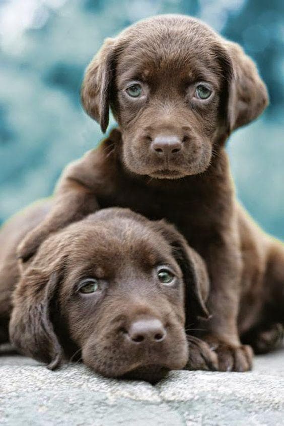 Happy Cute Chocolate Lab Puppies