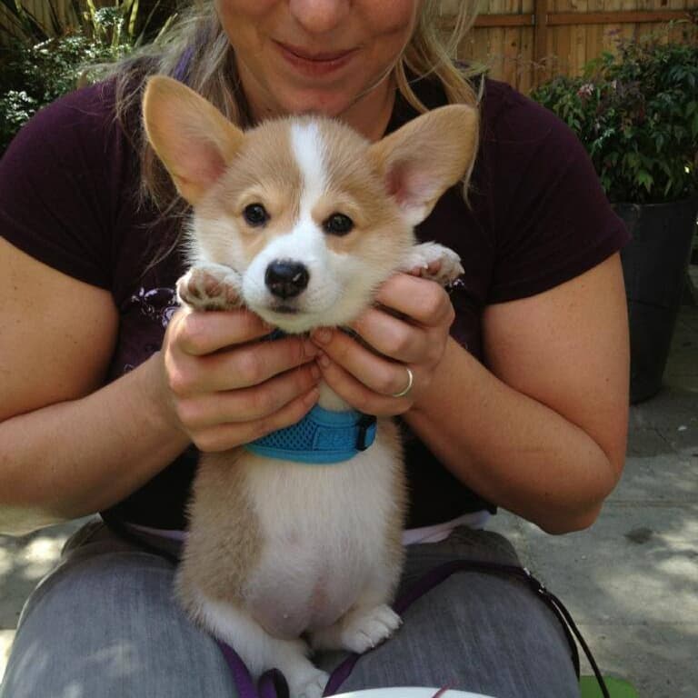 Cutest Corgi Pictures | Photo Gallery of Cute Corgis