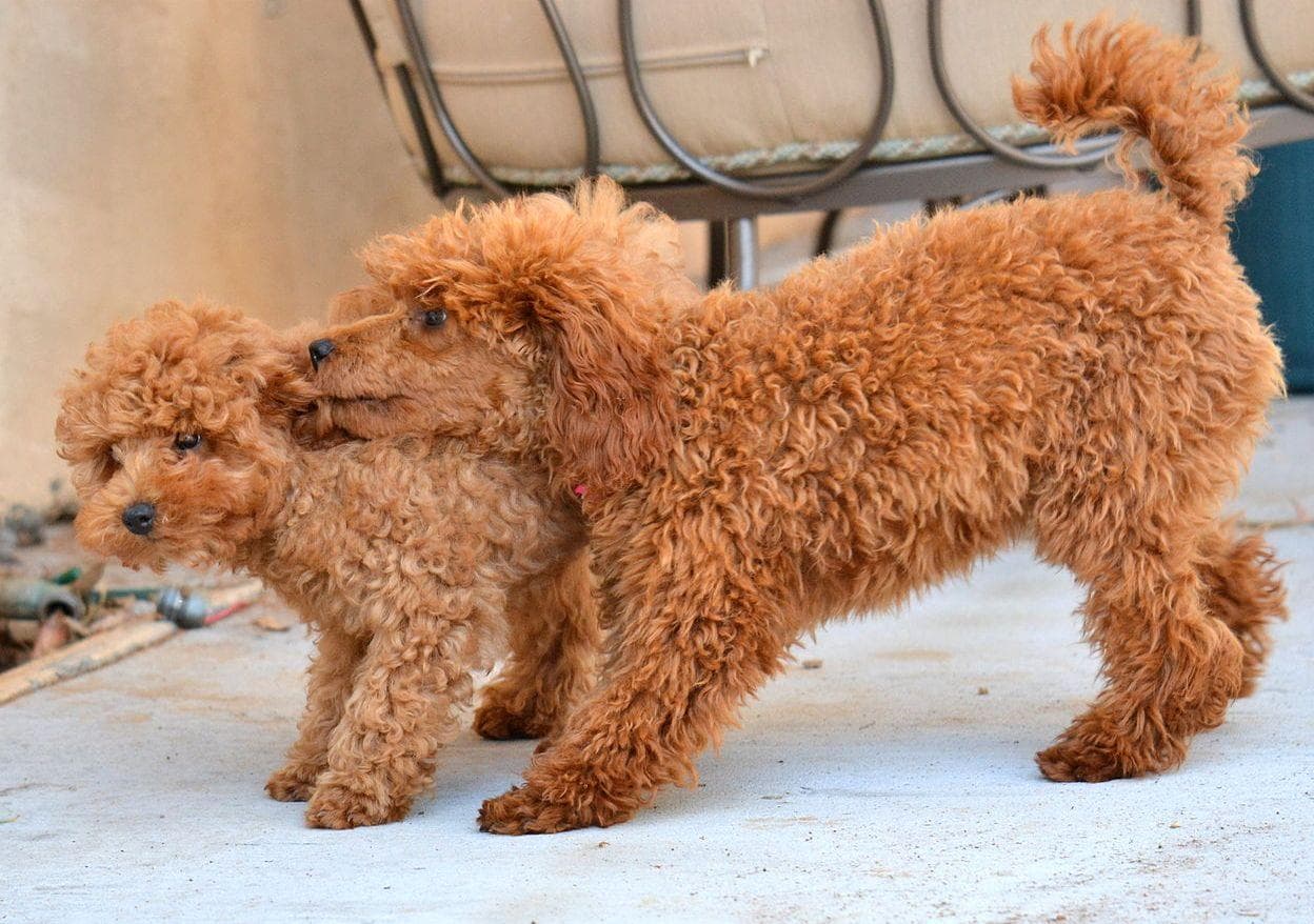Cutest Poodle Pictures | List of Adorable Poodle Pictures