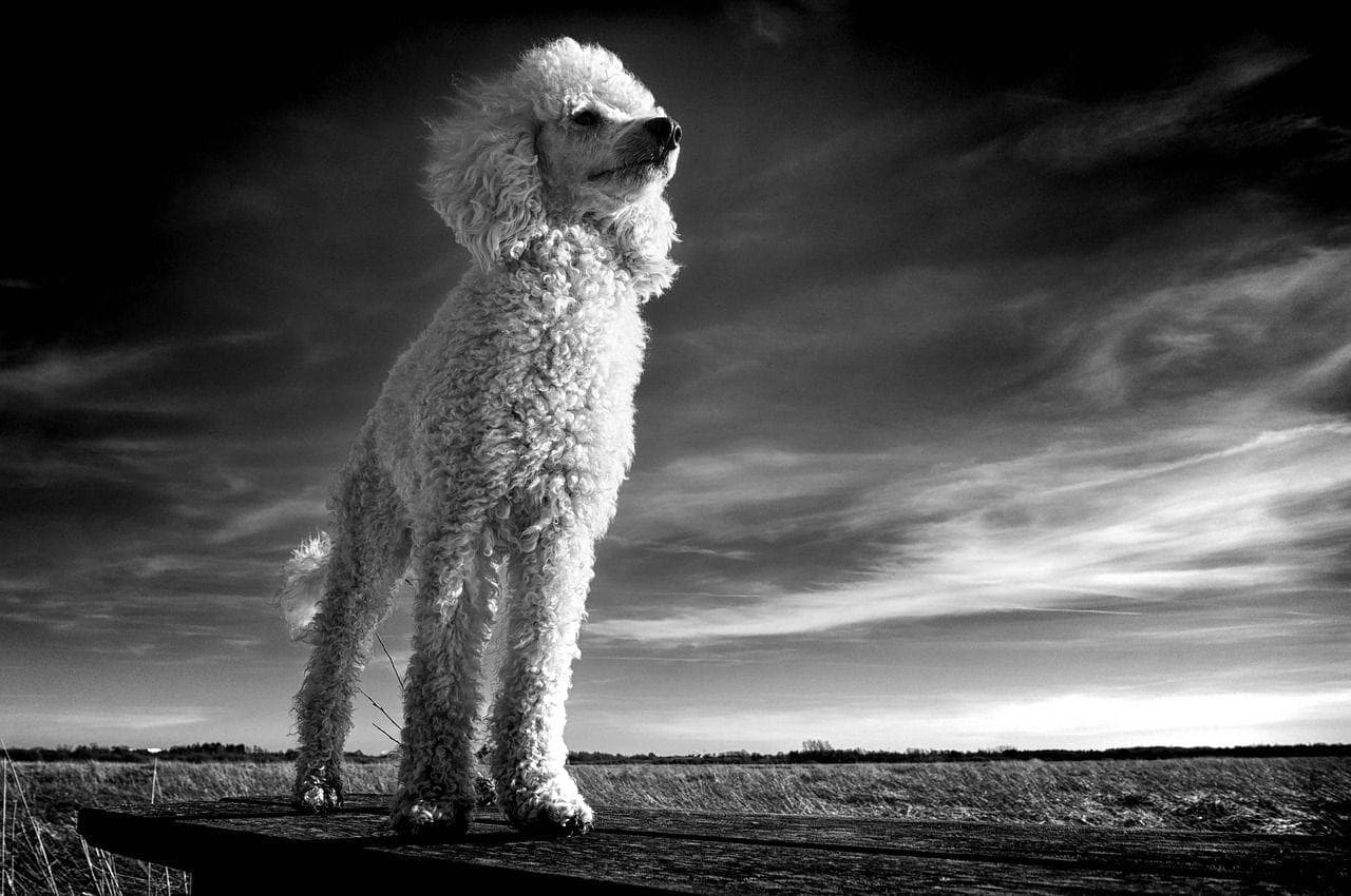 Cutest Poodle Pictures | List of Adorable Poodle Pictures
