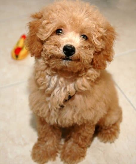 Cutest Poodle Pictures | List of Adorable Poodle Pictures