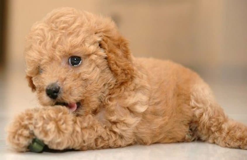 Cutest Poodle Pictures | List of Adorable Poodle Pictures