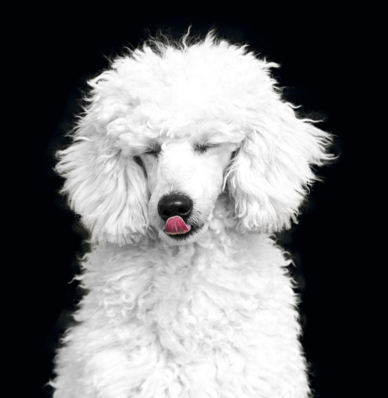 Cutest Poodle Pictures | List of Adorable Poodle Pictures