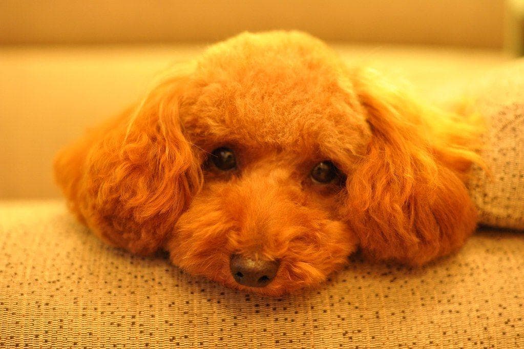 Cutest Poodle Pictures | List of Adorable Poodle Pictures