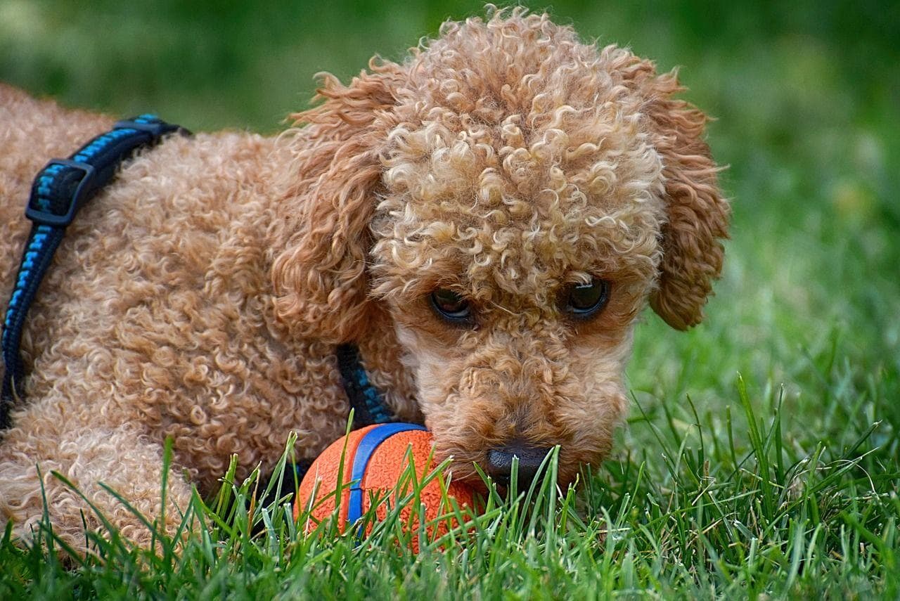 Cutest Poodle Pictures | List of Adorable Poodle Pictures