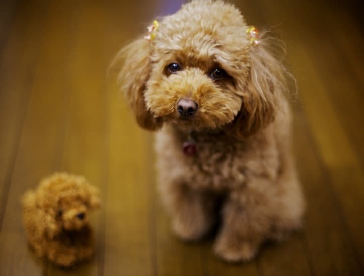 Cutest Poodle Pictures | List of Adorable Poodle Pictures