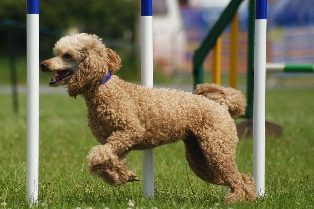 Cutest Poodle Pictures | List of Adorable Poodle Pictures