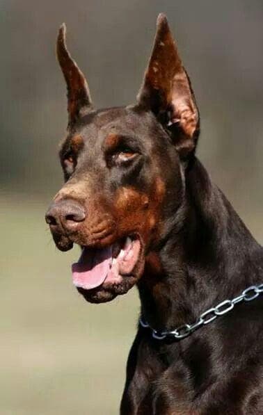Cute Doberman Pics | Gallery of Doberman Pinscher Puppies