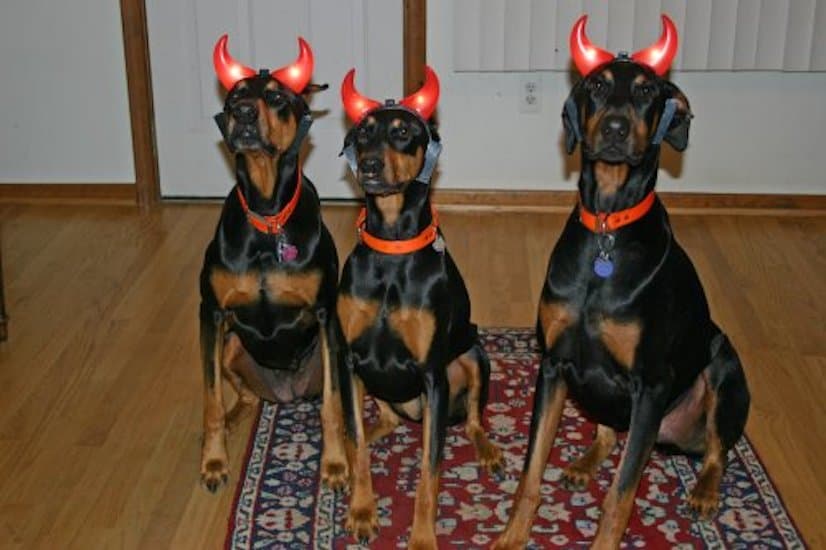 Cute Doberman Pics | Gallery of Doberman Pinscher Puppies