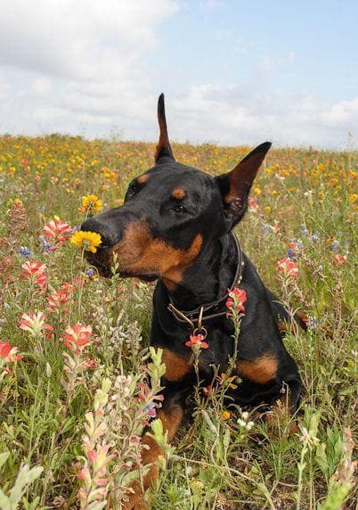 Cute Doberman Pics | Gallery of Doberman Pinscher Puppies