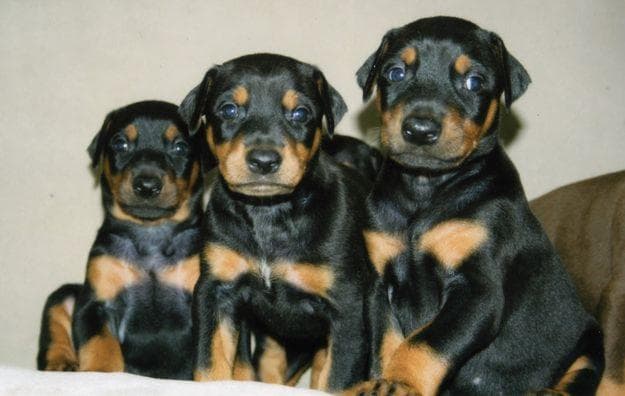 Cute Doberman Pics | Gallery of Doberman Pinscher Puppies