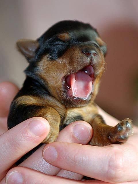 Cute Doberman Pics | Gallery of Doberman Pinscher Puppies