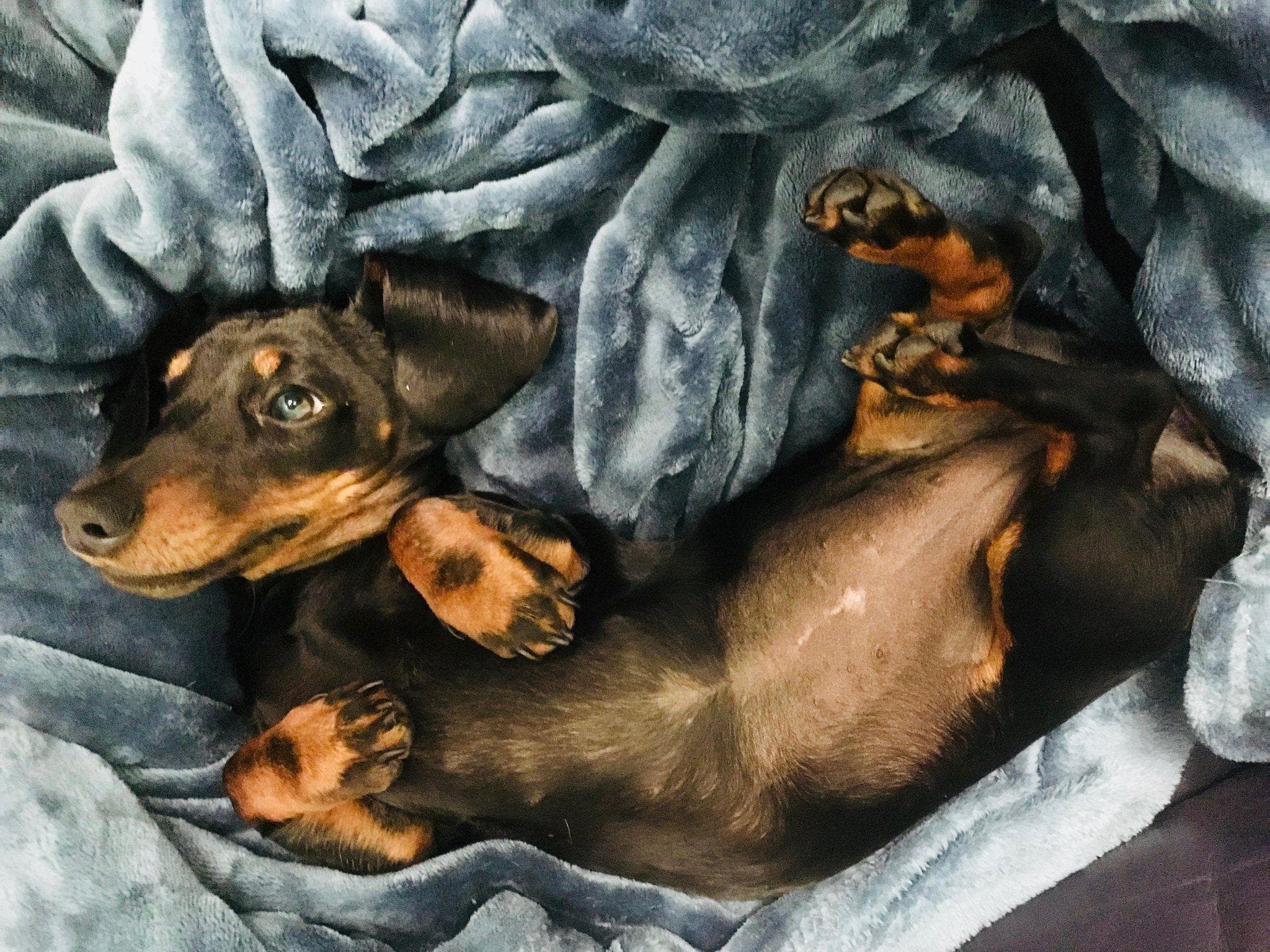 Cutest Dachshund Pictures | List of Adorable Dachshund Photos
