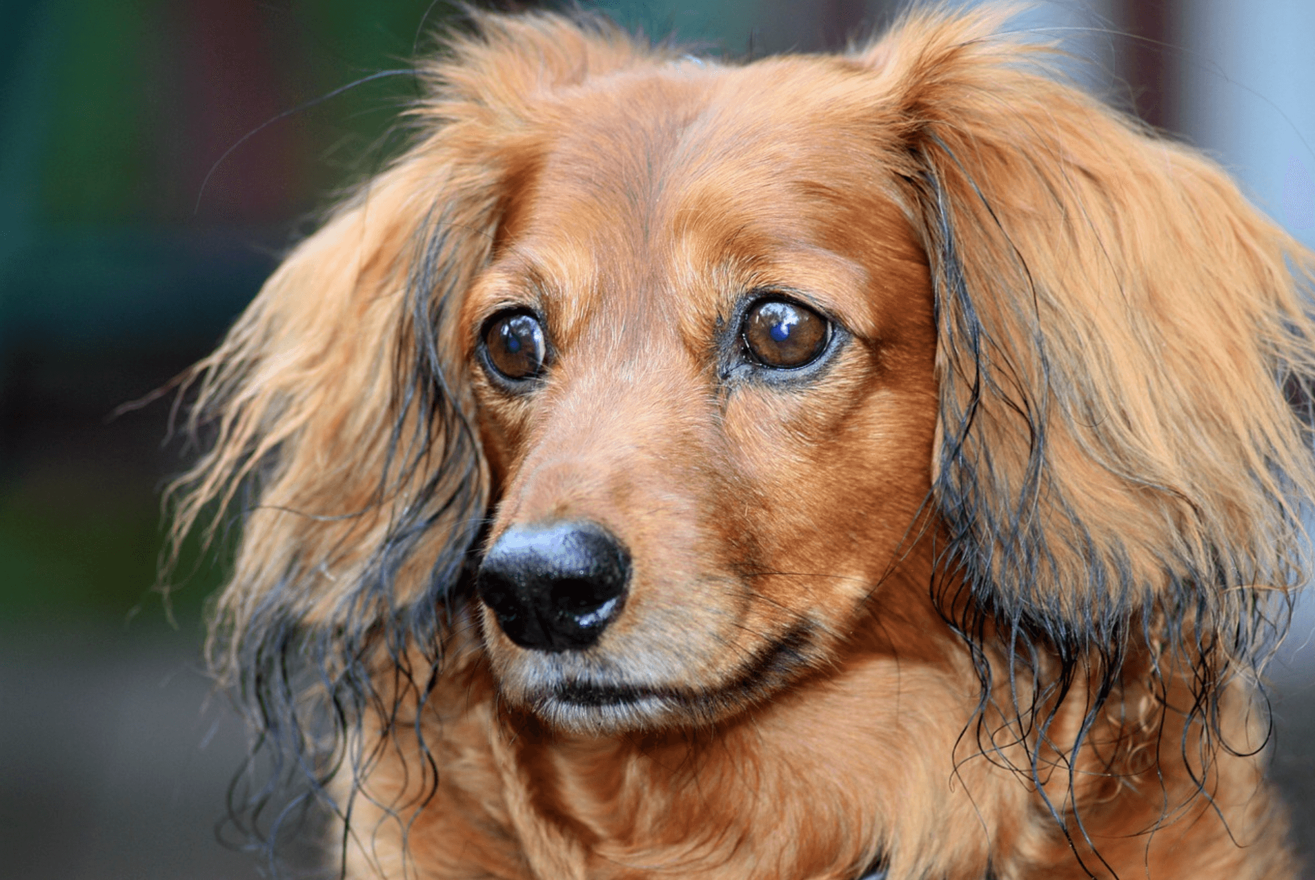 Cutest Dachshund Pictures | List of Adorable Dachshund Photos