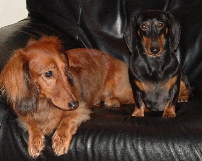 Full Grown Dachshund