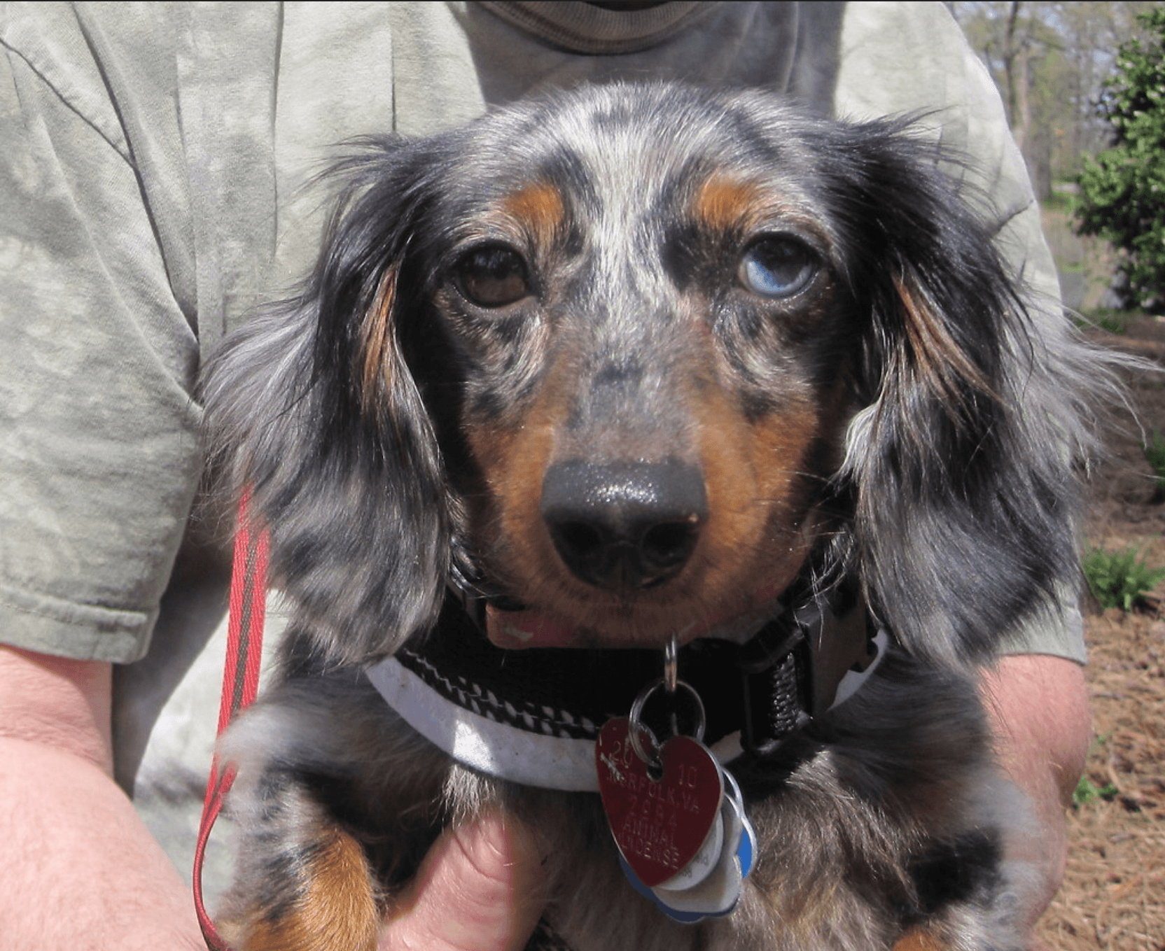 Cutest Long-Haired Dachshund Pictures | List of Adorable Long-Haired ...