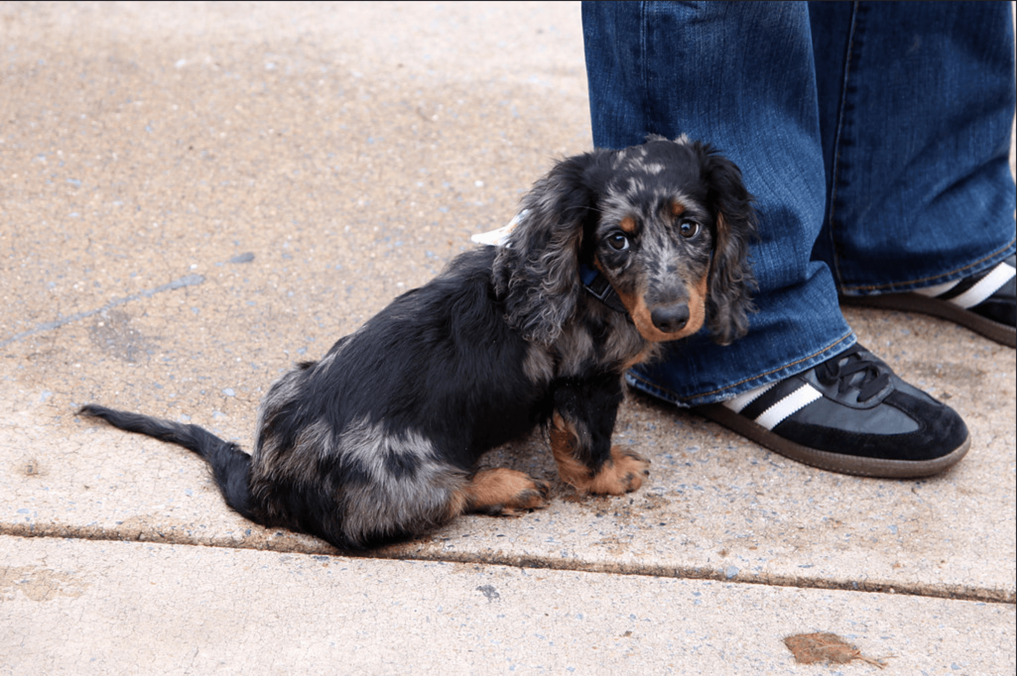Cutest Long-Haired Dachshund Pictures | List of Adorable Long-Haired ...