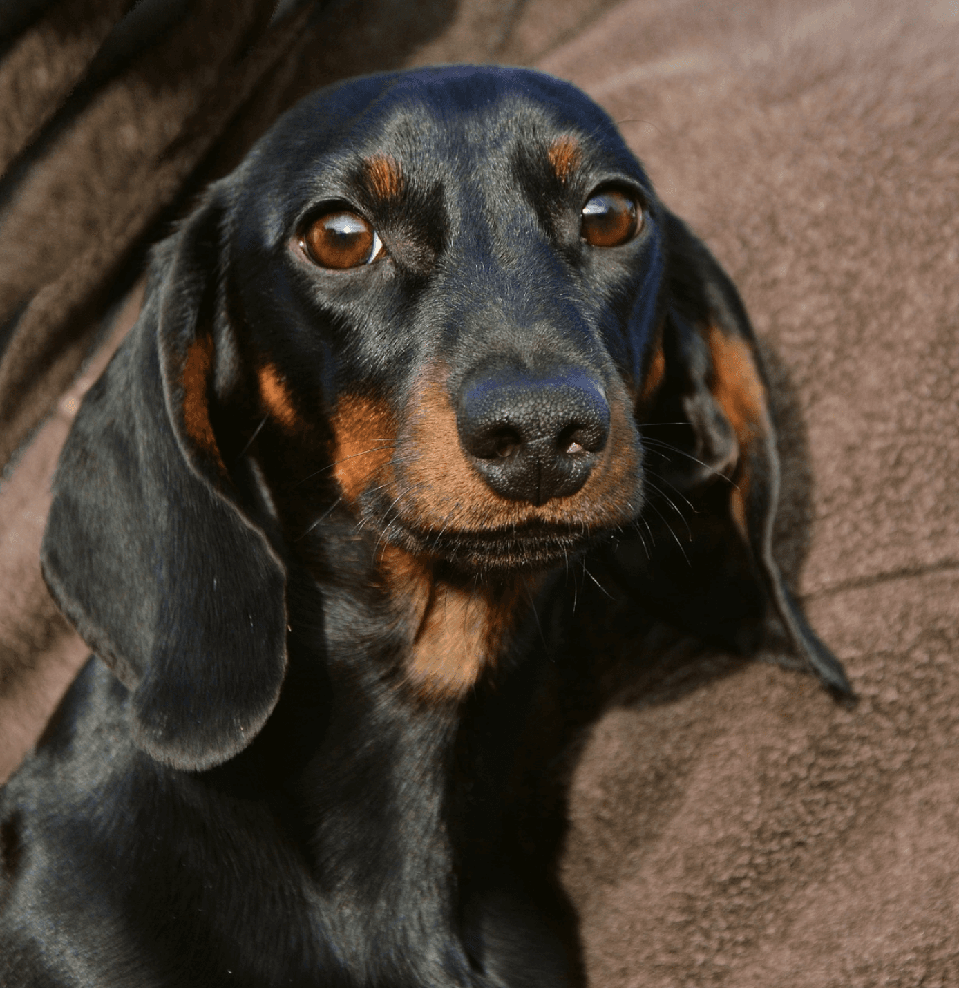 Cutest Long-Haired Dachshund Pictures | List of Adorable Long-Haired ...