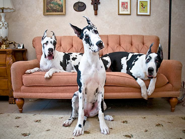 Cutest Great Dane Pictures | List of Adorable Great Dane Photos