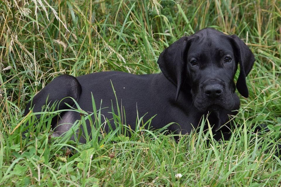 Cutest Great Dane Pictures | List of Adorable Great Dane Photos