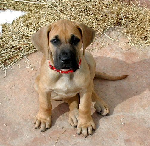 Cutest Great Dane Pictures | List of Adorable Great Dane Photos