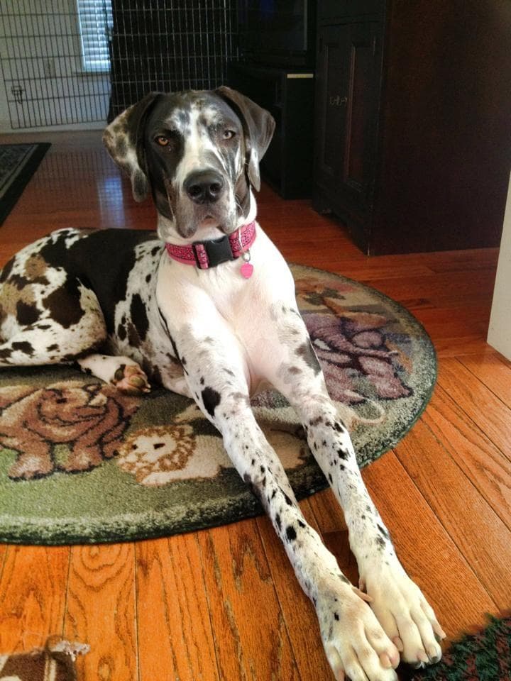 Cutest Great Dane Pictures | List of Adorable Great Dane Photos