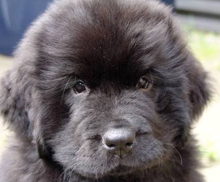 Cute Newfoundland Pictures | Newfie Dog Photo Gallery