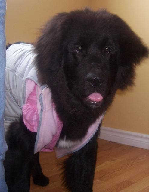 Cute Newfoundland Pictures | Newfie Dog Photo Gallery