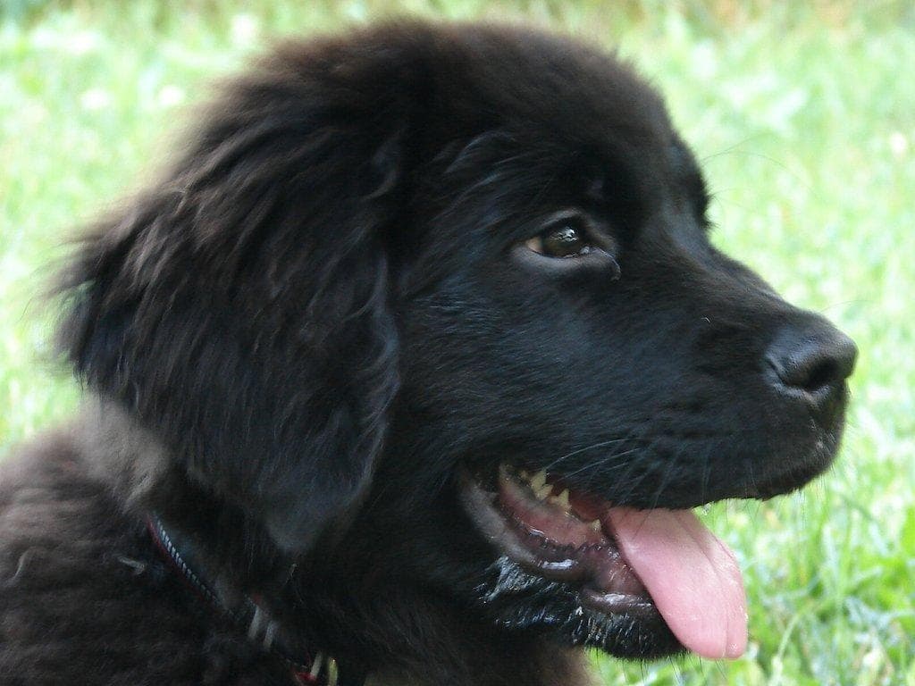 Cute Newfoundland Pictures | Newfie Dog Photo Gallery