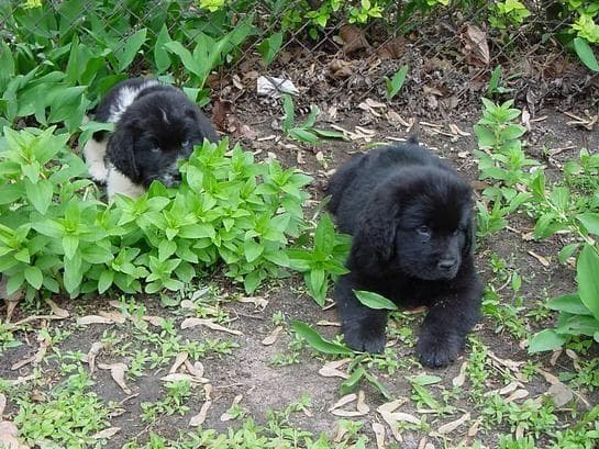 Cute Newfoundland Pictures | Newfie Dog Photo Gallery