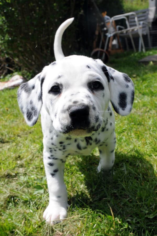 Newborn Dalmatian Puppies