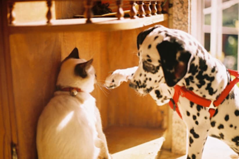Cutest Dalmatian Pictures | List of Adorable Dalmatian Photos