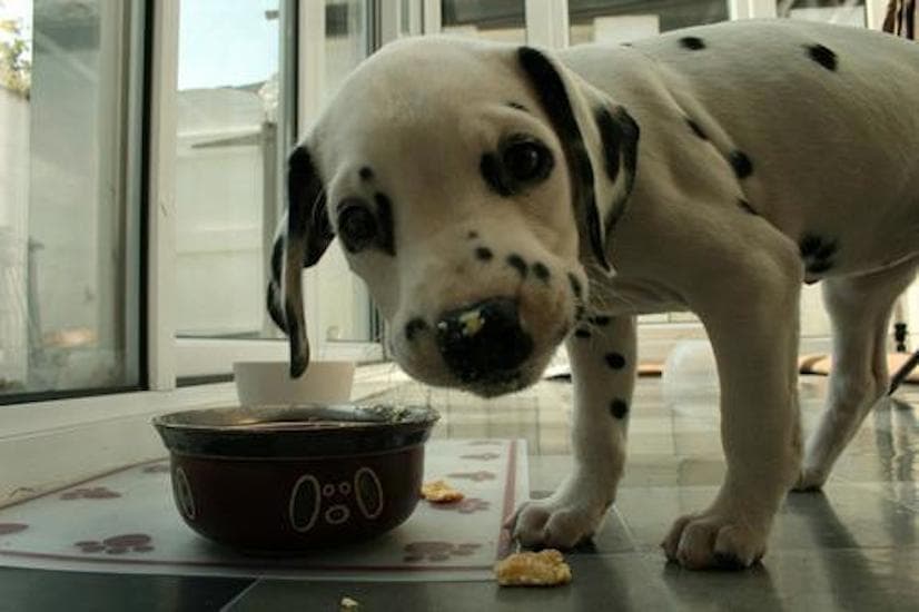 Cutest Dalmatian Pictures | List of Adorable Dalmatian Photos