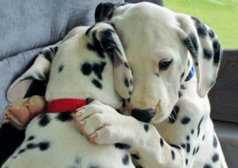 Cutest Dalmatian Pictures | List of Adorable Dalmatian Photos
