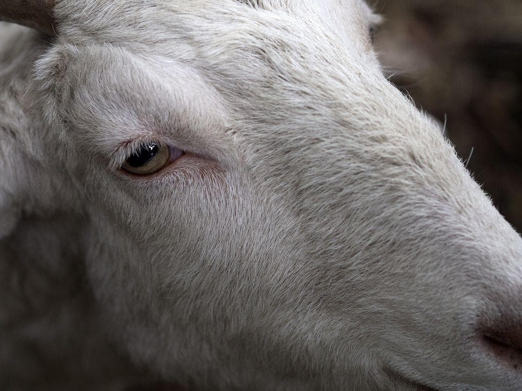 Animal Eyes | Close Up Pics of Animal Eyes